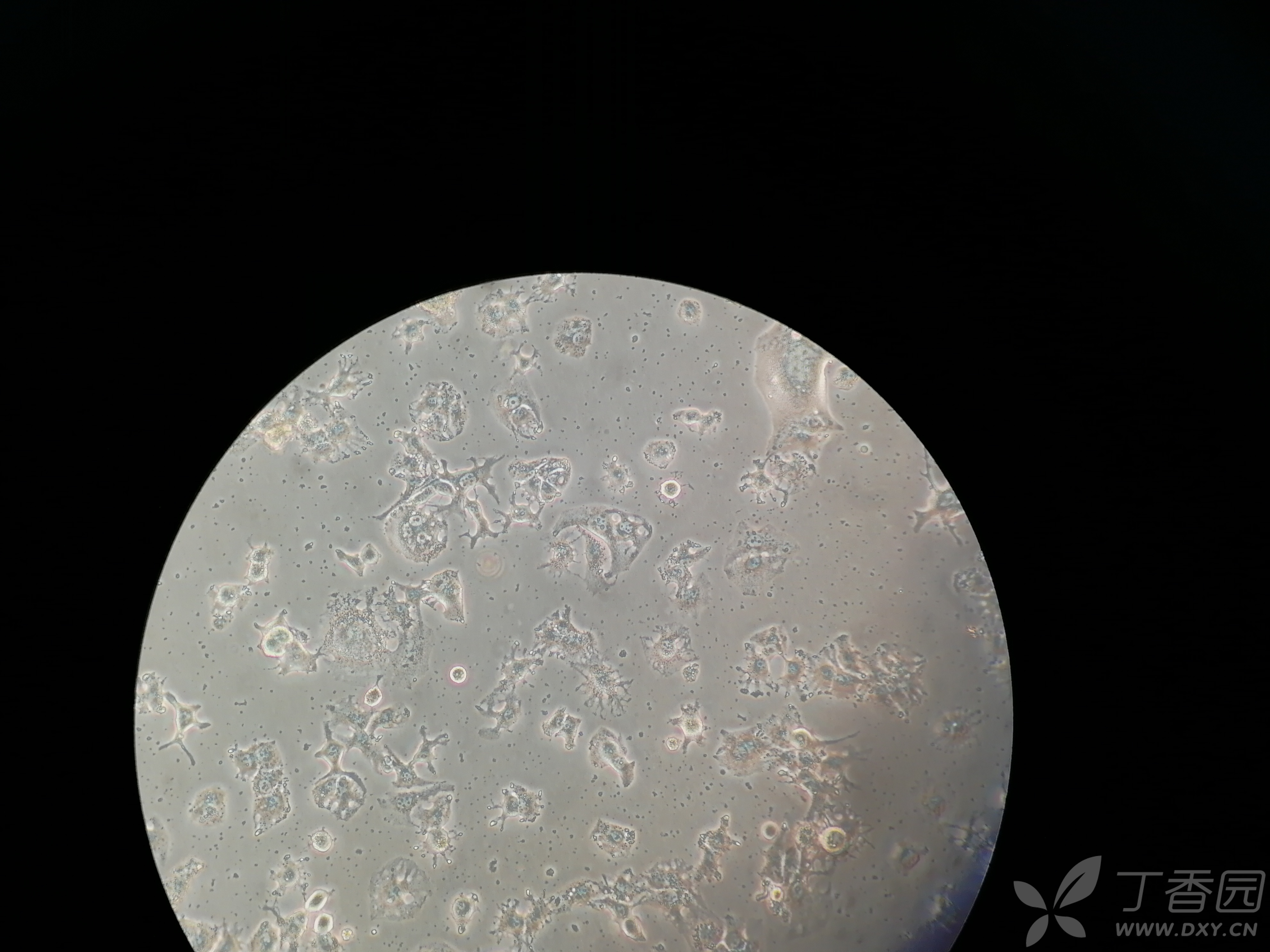 huh7细胞,细胞,细胞是什么(第15页)_大山谷图库